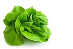 1000+ tom thumb heirloom lettuce seeds – non-gmo usa grown – miniature 5″ heads butterhead bibb type lettuce – grows indoors or outdoors with soil or hydroponics