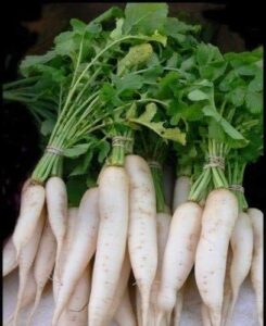 japanese minowase daikon radish (raphanus sativus) white 1 gram seeds for planting, heirloom & non gmo, open pollinated, asian vegetable biennial, fall/spring garden/containers