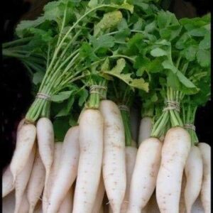 Japanese Minowase Daikon Radish (Raphanus sativus) White 1 Gram Seeds for Planting, Heirloom & Non GMO, Open Pollinated, Asian Vegetable Biennial, Fall/Spring Garden/Containers