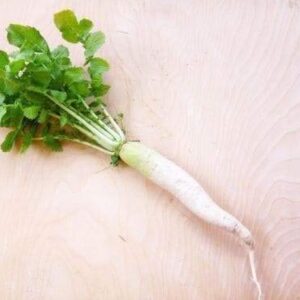 Japanese Minowase Daikon Radish (Raphanus sativus) White 1 Gram Seeds for Planting, Heirloom & Non GMO, Open Pollinated, Asian Vegetable Biennial, Fall/Spring Garden/Containers