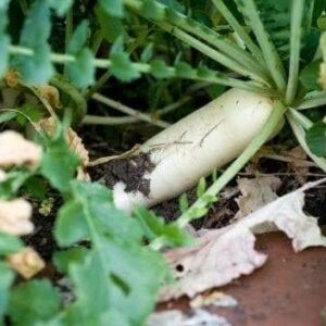 Japanese Minowase Daikon Radish (Raphanus sativus) White 1 Gram Seeds for Planting, Heirloom & Non GMO, Open Pollinated, Asian Vegetable Biennial, Fall/Spring Garden/Containers