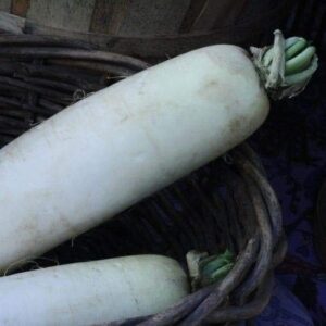 Japanese Minowase Daikon Radish (Raphanus sativus) White 1 Gram Seeds for Planting, Heirloom & Non GMO, Open Pollinated, Asian Vegetable Biennial, Fall/Spring Garden/Containers