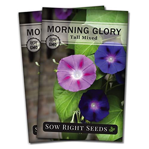 Sow Right Seeds Morning Glory Seeds - Full Instructions for Planting, Beautiful to Plant in Your Flower Garden; Non-GMO Heirloom Seeds; Wonderful Gardening Gifts (2)