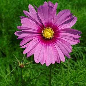 outsidepride cosmos bipinnatus gloria garden cut flower plants – 2000 seeds