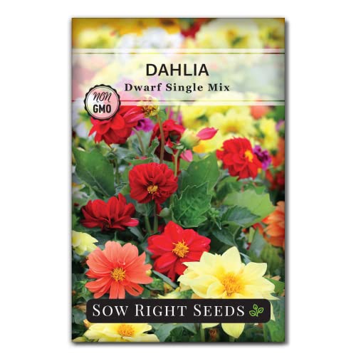 Sow Right Seeds - Dahlia Dwarf Single Mix Flower Seeds for Planting - Beautiful Flowers to Plant in Your Home Garden - Non-GMO Heirloom Seeds - Rare Mixed Colors to Attract Pollinators - Great Gift