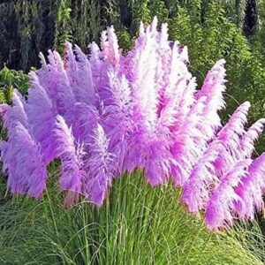 200 pcs pampas grass seeds,home garden decoration ornamental grass seeds（purple）