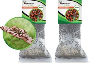 naturesart 3000 live ladybugs – good bugs for garden – ladybug – guaranteed live delivery!