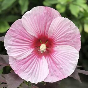 yegaol garden 10pcs dinner plate hibiscus seeds perennial non-gmo easy to grow hardy huge flower home garden plant flower seeds