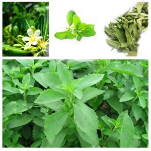 100pcs/bag stevia flores seeds stevia herbs plantas seeds plant plante green herb stevia rebaudiana semillas for garden planting