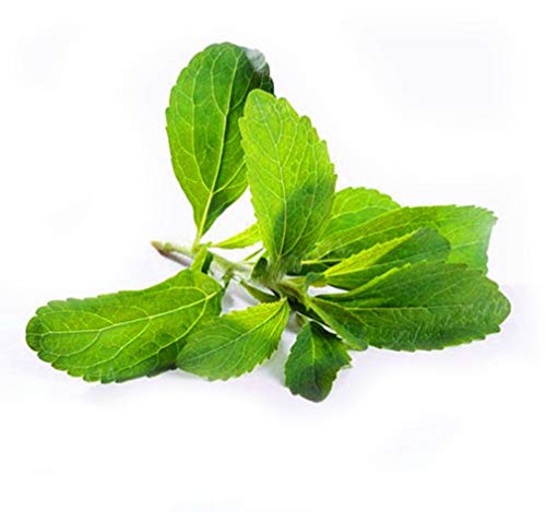 100pcs/bag Stevia Flores Seeds Stevia Herbs plantas Seeds Plant Plante Green Herb Stevia rebaudiana Semillas for Garden Planting