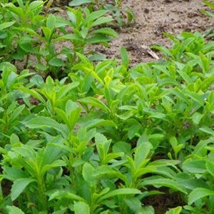 100pcs/bag Stevia Flores Seeds Stevia Herbs plantas Seeds Plant Plante Green Herb Stevia rebaudiana Semillas for Garden Planting