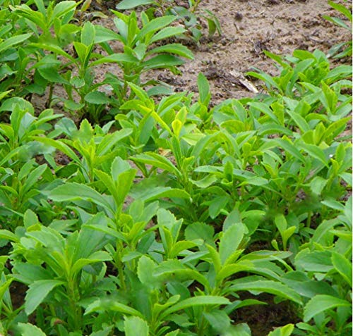 100pcs/bag Stevia Flores Seeds Stevia Herbs plantas Seeds Plant Plante Green Herb Stevia rebaudiana Semillas for Garden Planting