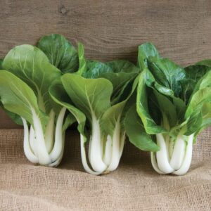 david’s garden seeds pac choi taisai 5922 (green) 200 non-gmo, heirloom seeds