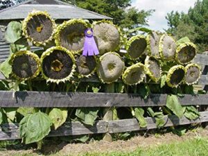 mongolian giant sunflower seeds to plant | 10 seeds | ships from iowa usa | exotic garden seeds | award winning