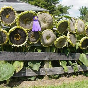 Mongolian Giant Sunflower Seeds to Plant | 10 Seeds | Ships from Iowa USA | Exotic Garden Seeds | Award Winning