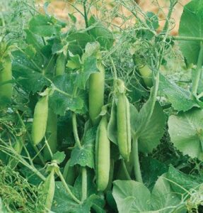 david’s garden seeds pea snap feisty fba-2722 (green) 100 non-gmo, open pollinated seeds