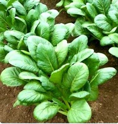 3,000 Komatsuna Tendergreen Spinach Mustard Seeds for Planting Heirloom Non GMO 6+ Grams Garden Vegetable Bulk Survival Hominy