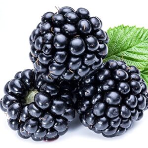 qauzuy garden 100 nutritious pre-stratified jumbo thornless blackberry seeds perennial juicy sweet healthy fast-growing fruit survival gear food seeds