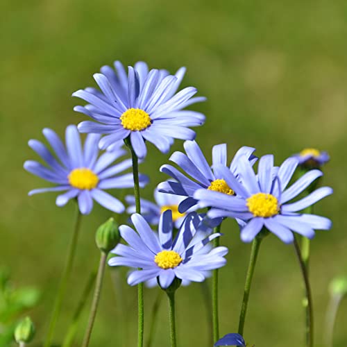 Blue Daisy Seeds Felicia Amelloides Perennial Drought Tolerant Showy Attract Butterflies Low Maintenance Bed Border Edging Patio Container Outdoor 50Pcs Flower Seesd by YEGAOL Garden