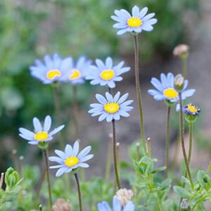 Blue Daisy Seeds Felicia Amelloides Perennial Drought Tolerant Showy Attract Butterflies Low Maintenance Bed Border Edging Patio Container Outdoor 50Pcs Flower Seesd by YEGAOL Garden