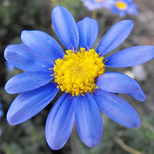 Blue Daisy Seeds Felicia Amelloides Perennial Drought Tolerant Showy Attract Butterflies Low Maintenance Bed Border Edging Patio Container Outdoor 50Pcs Flower Seesd by YEGAOL Garden