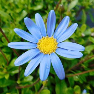 Blue Daisy Seeds Felicia Amelloides Perennial Drought Tolerant Showy Attract Butterflies Low Maintenance Bed Border Edging Patio Container Outdoor 50Pcs Flower Seesd by YEGAOL Garden