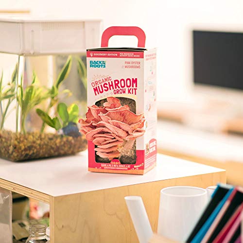 Back to the Roots Organic Pink Mushroom Grow Kit, Harvest Gourmet Mushrooms In 10 Days