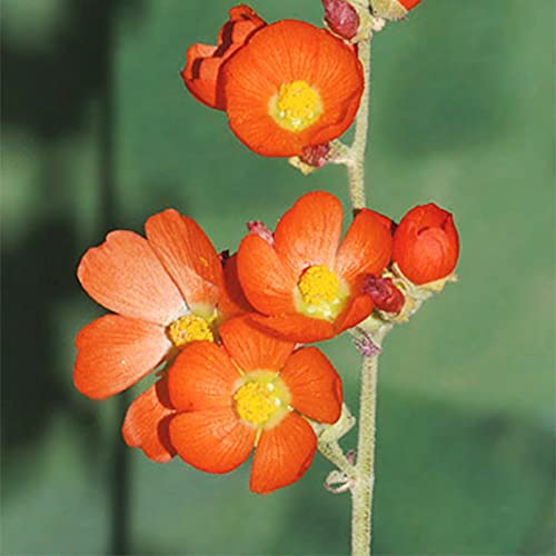 QAUZUY GARDEN 20 Seeds Desert Globemallow Apricot Mallow Seeds Sphaeralcea Ambigua- Drought Tolerant - Showy Evergreen Shrublet Flower- Easy Grow& Maintain