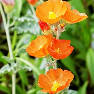 QAUZUY GARDEN 20 Seeds Desert Globemallow Apricot Mallow Seeds Sphaeralcea Ambigua- Drought Tolerant - Showy Evergreen Shrublet Flower- Easy Grow& Maintain