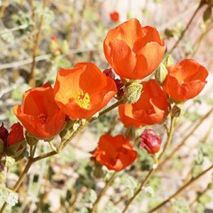 QAUZUY GARDEN 20 Seeds Desert Globemallow Apricot Mallow Seeds Sphaeralcea Ambigua- Drought Tolerant - Showy Evergreen Shrublet Flower- Easy Grow& Maintain