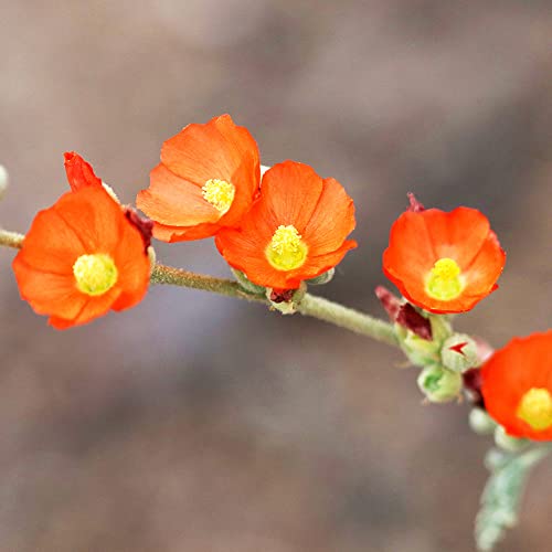 QAUZUY GARDEN 20 Seeds Desert Globemallow Apricot Mallow Seeds Sphaeralcea Ambigua- Drought Tolerant - Showy Evergreen Shrublet Flower- Easy Grow& Maintain