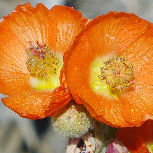 QAUZUY GARDEN 20 Seeds Desert Globemallow Apricot Mallow Seeds Sphaeralcea Ambigua- Drought Tolerant - Showy Evergreen Shrublet Flower- Easy Grow& Maintain