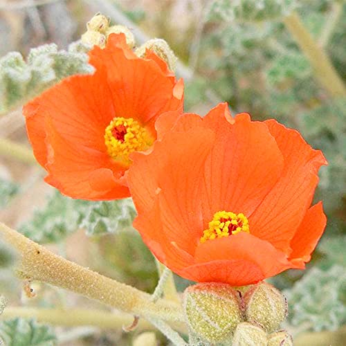 QAUZUY GARDEN 20 Seeds Desert Globemallow Apricot Mallow Seeds Sphaeralcea Ambigua- Drought Tolerant - Showy Evergreen Shrublet Flower- Easy Grow& Maintain