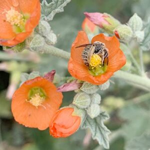 QAUZUY GARDEN 20 Seeds Desert Globemallow Apricot Mallow Seeds Sphaeralcea Ambigua- Drought Tolerant - Showy Evergreen Shrublet Flower- Easy Grow& Maintain