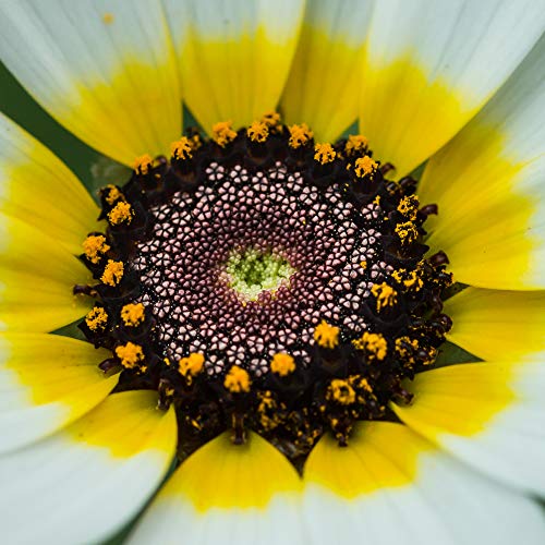 Outsidepride Chrysanthemum Polar Star Garden Cut Flower Plants - 1000 Seeds