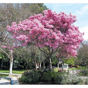 chuxay garden tabebuia heterophylla seed,pink trumpet tree 10 seeds exotic flowering tree highly fragrant wonderful choice for garden