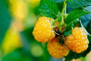 2 yellow raspberry plants, fall gold raspberries bushes, from 4 inc ornaments perennial garden simple to grow pot