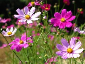 “sensation mix” cosmos flower seeds for planting, 100+ seeds per packet, (isla’s garden seeds), non gmo & heirloom seeds, scientific name: cosmos bipinnatus, great home flower garden gift