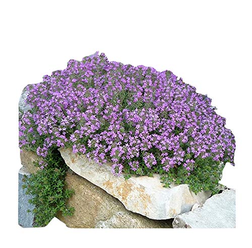 8000+ Creeping Thyme Seeds - Perennial Herb for Landscaping