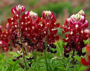 david’s garden seeds flower native texas bluebonnet maroon 4288 (maroon) 100 non-gmo, heirloom seeds