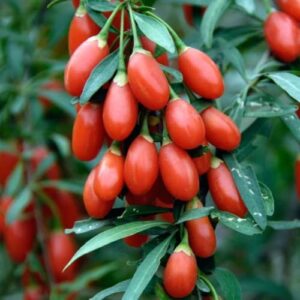 chuxay garden goji seed, goji berry,wolfberry 50 seeds perennial non gmo edible fruit healthy food gardening gifts easily grow deciduous shrub