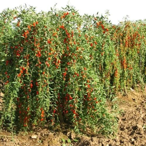 CHUXAY GARDEN Goji Seed, Goji Berry,Wolfberry 50 Seeds Perennial Non GMO Edible Fruit Healthy Food Gardening Gifts Easily Grow Deciduous Shrub