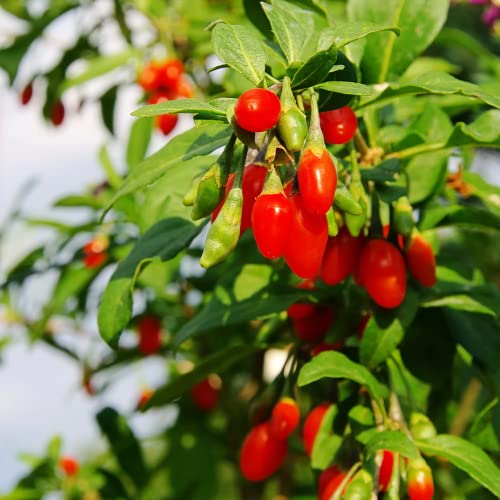 CHUXAY GARDEN Goji Seed, Goji Berry,Wolfberry 50 Seeds Perennial Non GMO Edible Fruit Healthy Food Gardening Gifts Easily Grow Deciduous Shrub