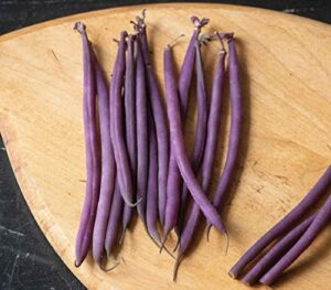 david’s garden seeds bean bush celine fba-00064 (purple) 100 non-gmo, open pollinated seeds