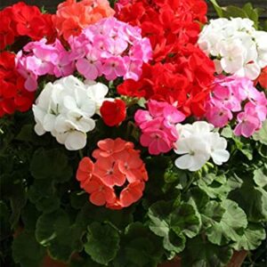 20+ Mixed Geranium Flower Seeds Plant Perennial Bloom Flower Garden Home