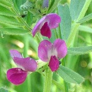 common vetch – 1 oz ~700 seeds – non-gmo, heirloom, open polliated – farm & garden cover crop – vicia sativa