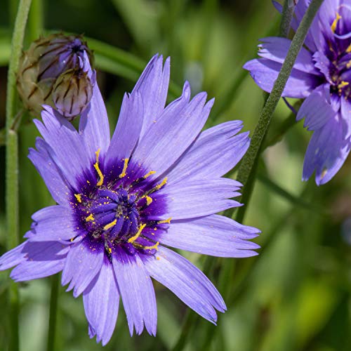 Outsidepride Cupids Dart Blue Garden Cut Flower Seeds Used in Dried Floral Arrangements - 500 Seeds