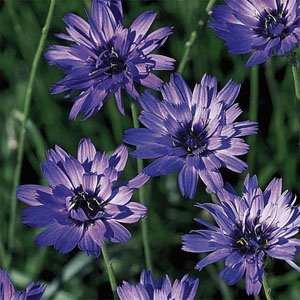 Outsidepride Cupids Dart Blue Garden Cut Flower Seeds Used in Dried Floral Arrangements - 500 Seeds