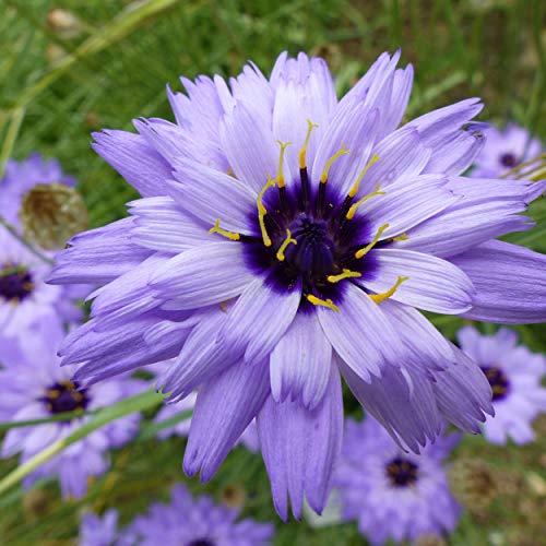 Outsidepride Cupids Dart Blue Garden Cut Flower Seeds Used in Dried Floral Arrangements - 500 Seeds