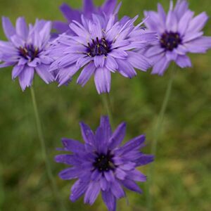 Outsidepride Cupids Dart Blue Garden Cut Flower Seeds Used in Dried Floral Arrangements - 500 Seeds